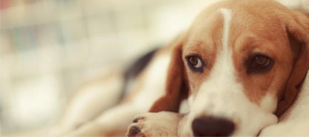 PERROS INGLESES | 10 razas que debes conocer | todasantafe